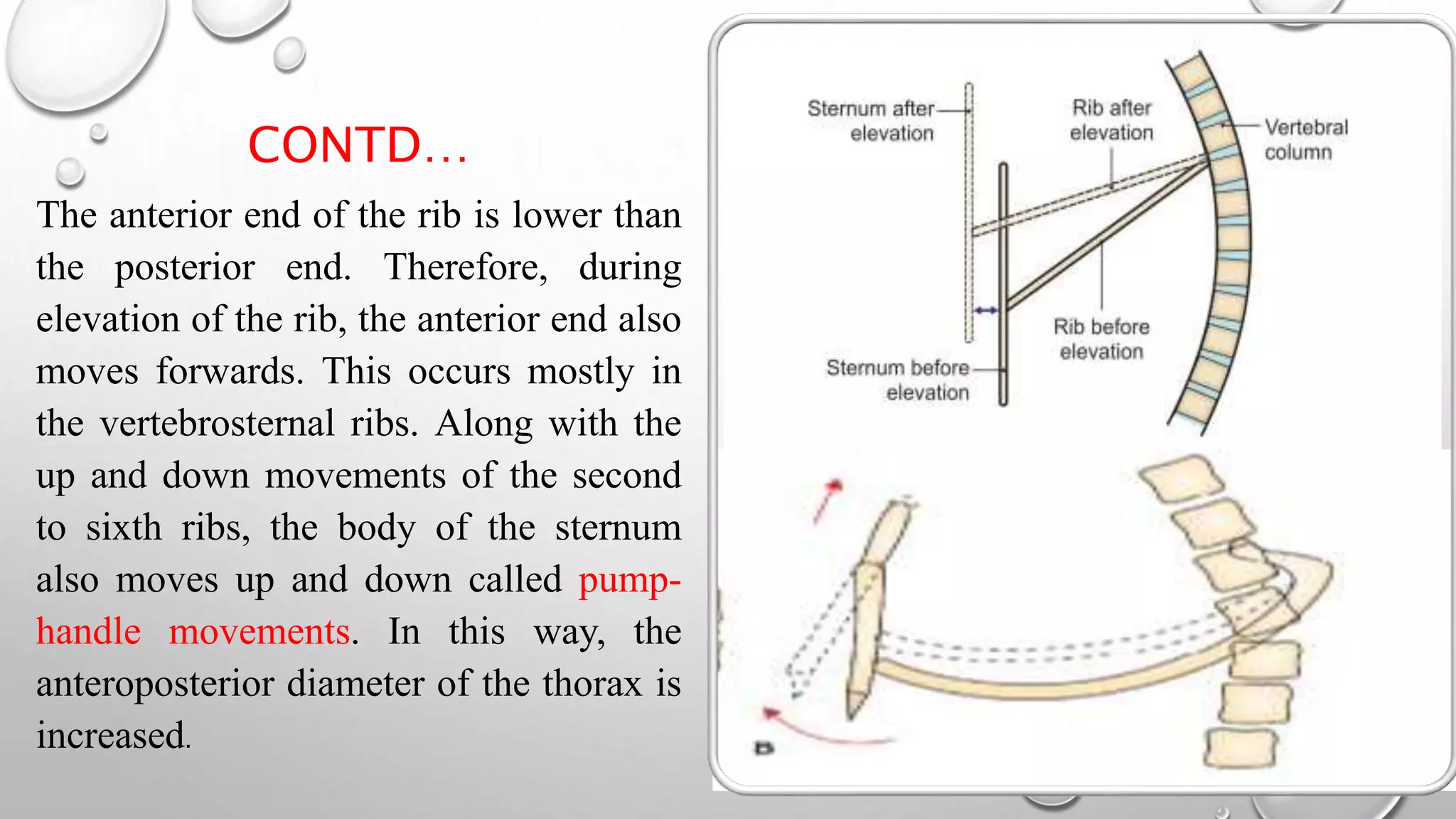 AN 21 mechanism of respiration.pptx