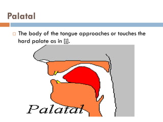 AN423-Belfakir-Intro-2-Lx-3-Articulatory-phonetics-consonants.pdf
