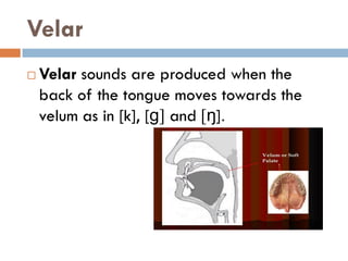 AN423-Belfakir-Intro-2-Lx-3-Articulatory-phonetics-consonants.pdf