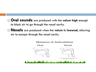 AN423-Belfakir-Intro-2-Lx-3-Articulatory-phonetics-consonants.pdf
