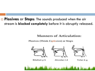 AN423-Belfakir-Intro-2-Lx-3-Articulatory-phonetics-consonants.pdf