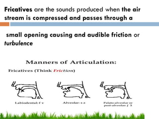 AN423-Belfakir-Intro-2-Lx-3-Articulatory-phonetics-consonants.pdf