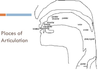 AN423-Belfakir-Intro-2-Lx-3-Articulatory-phonetics-consonants.pdf