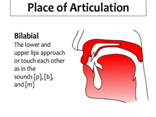 AN423-Belfakir-Intro-2-Lx-3-Articulatory-phonetics-consonants.pdf