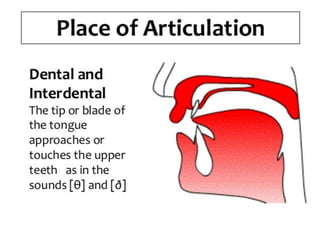 AN423-Belfakir-Intro-2-Lx-3-Articulatory-phonetics-consonants.pdf