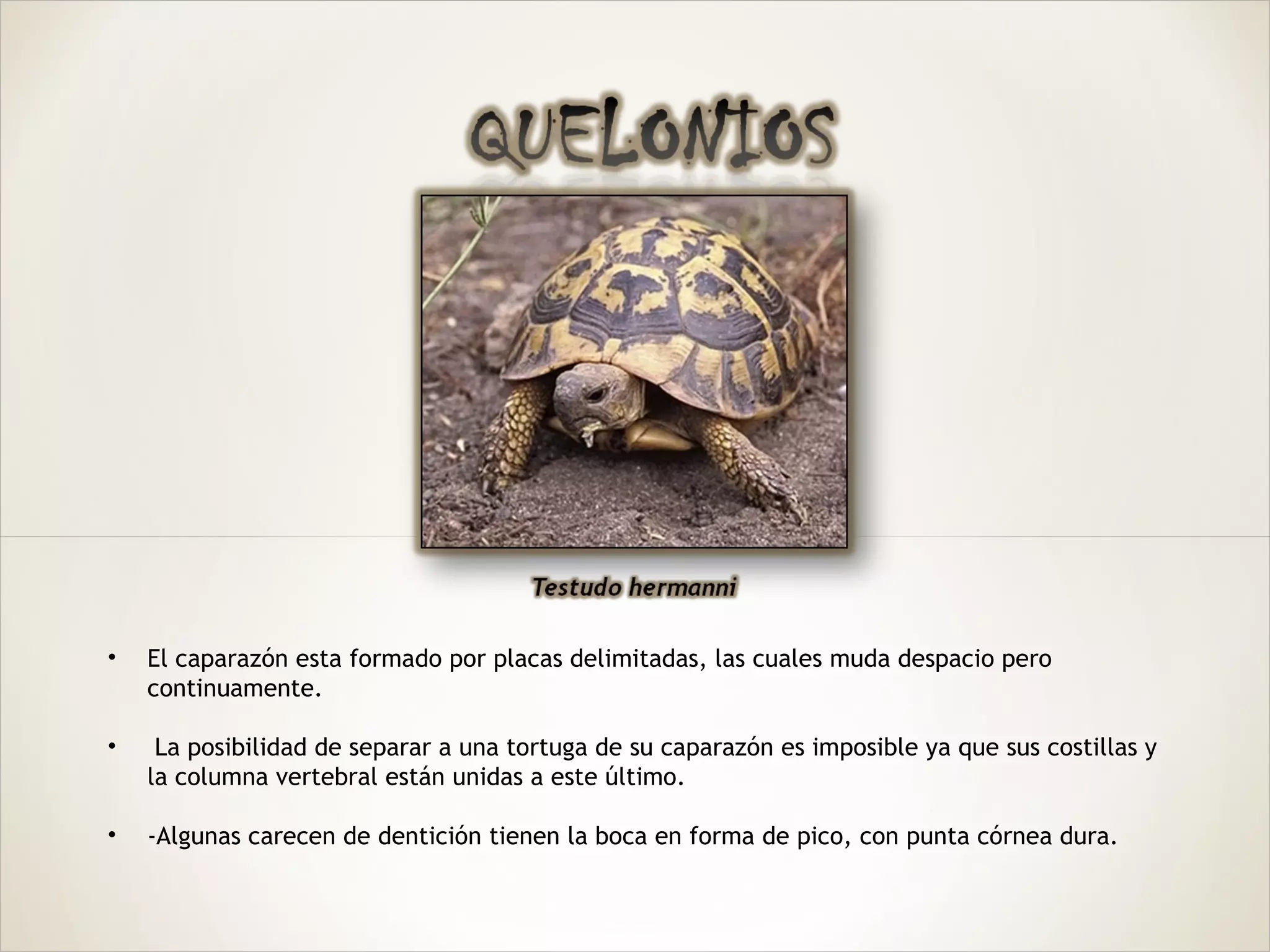 clasificacion de los vertebrados | PPT