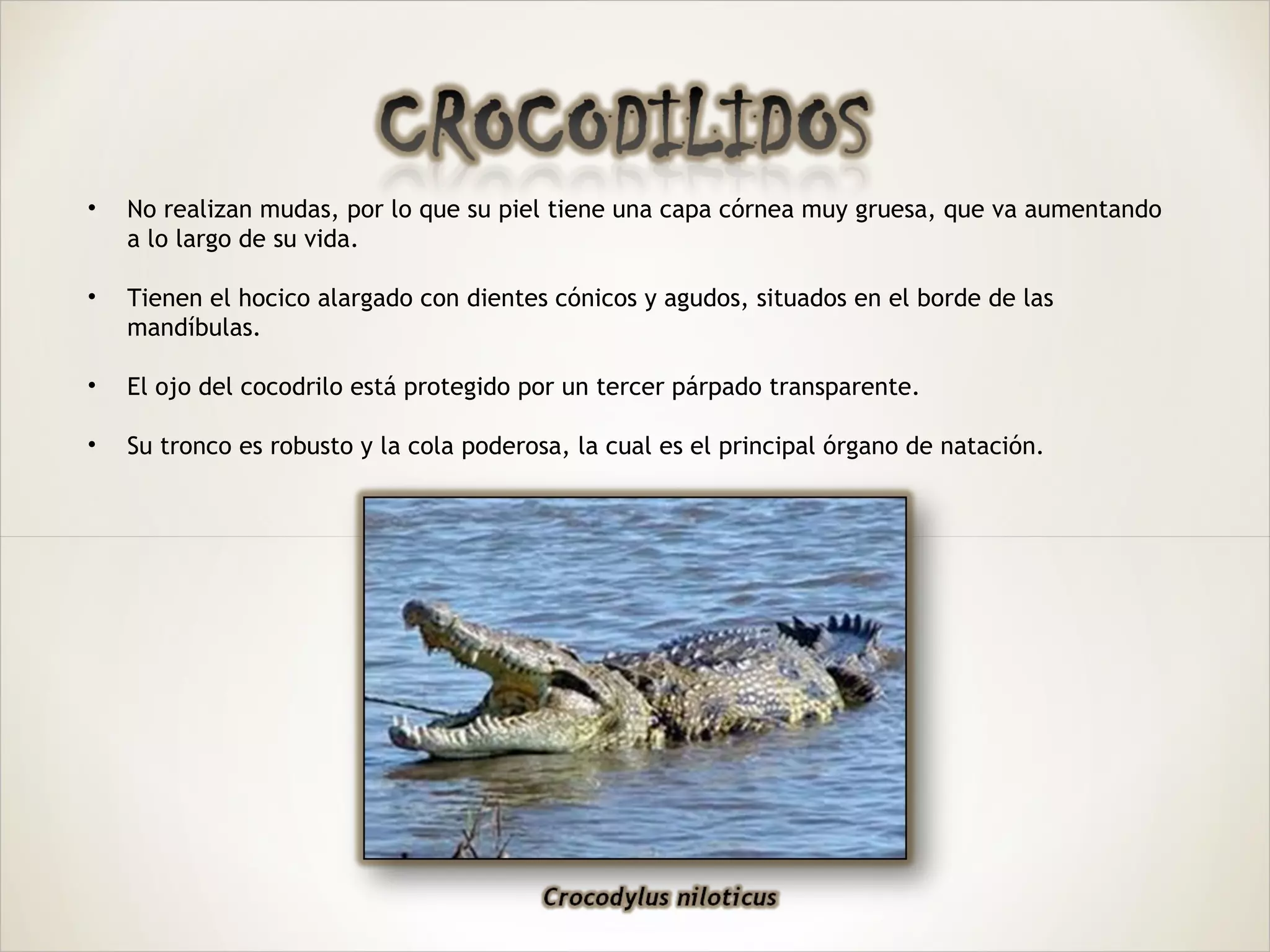 clasificacion de los vertebrados | PPT