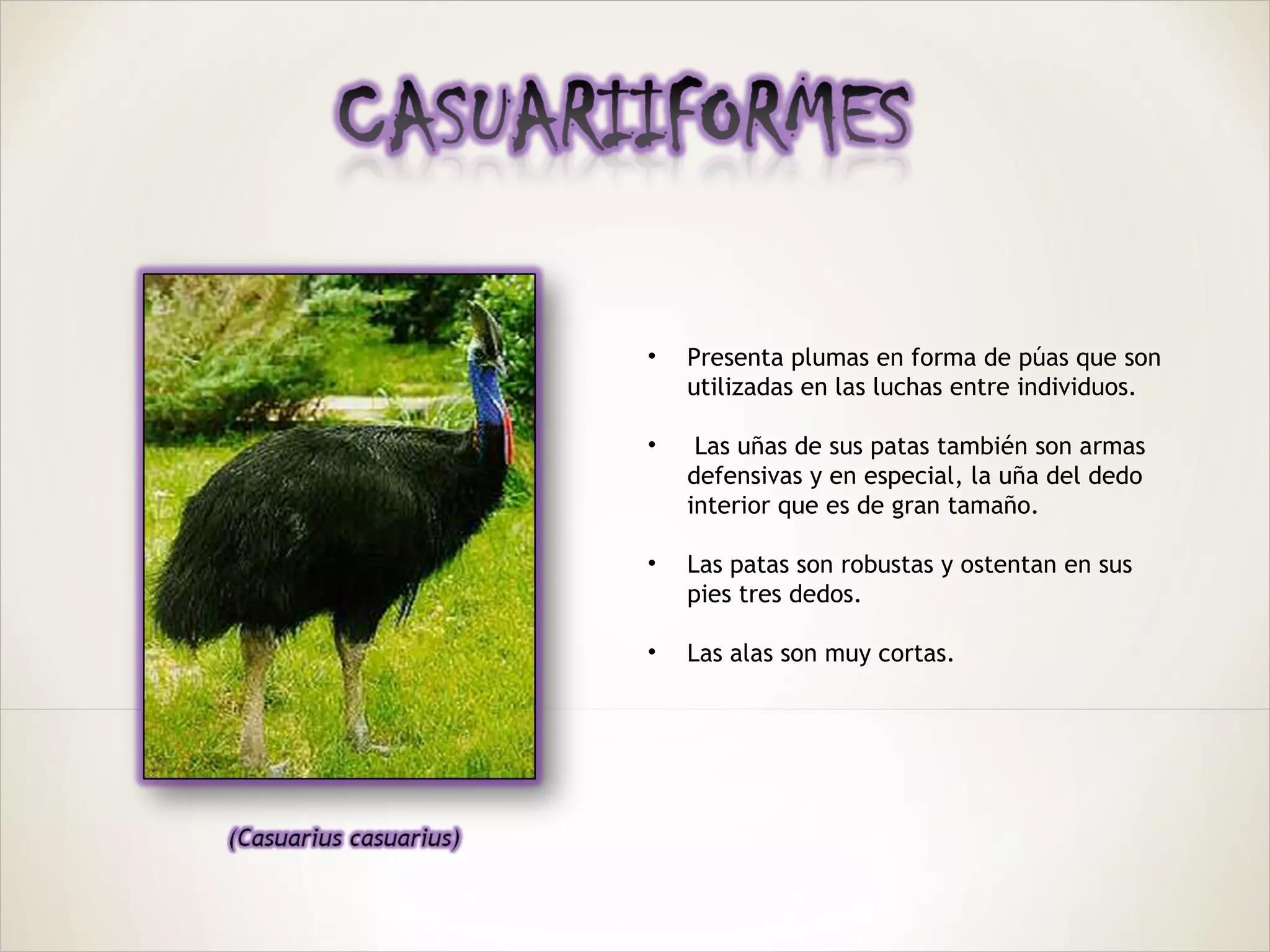 clasificacion de los vertebrados | PPT