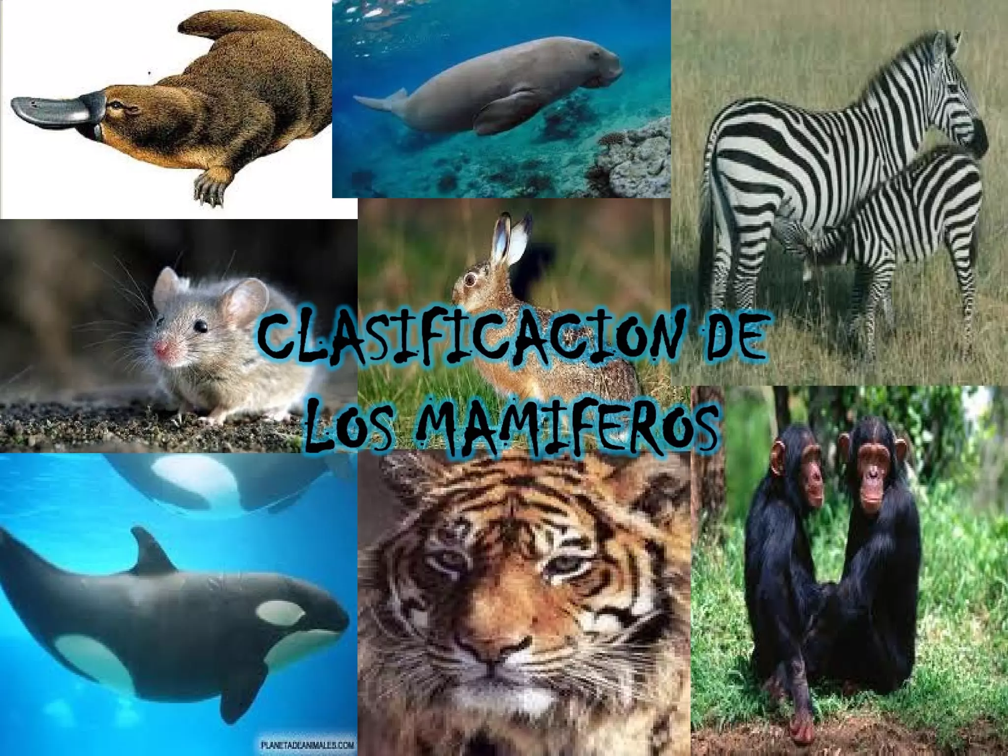 clasificacion de los vertebrados | PPT