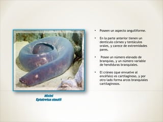 clasificacion de los vertebrados | PPT