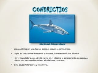 clasificacion de los vertebrados | PPT