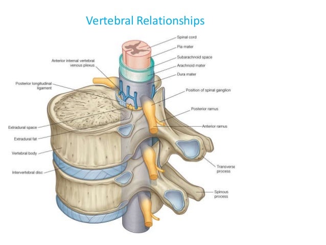 Ana. and physio. of cnb sushil