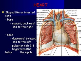 Ana cardiovascular systemlec | PPT