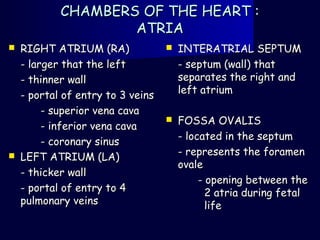 Ana cardiovascular systemlec | PPT