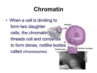 Ana-Lec-6-cell-structure_ppt.ppt