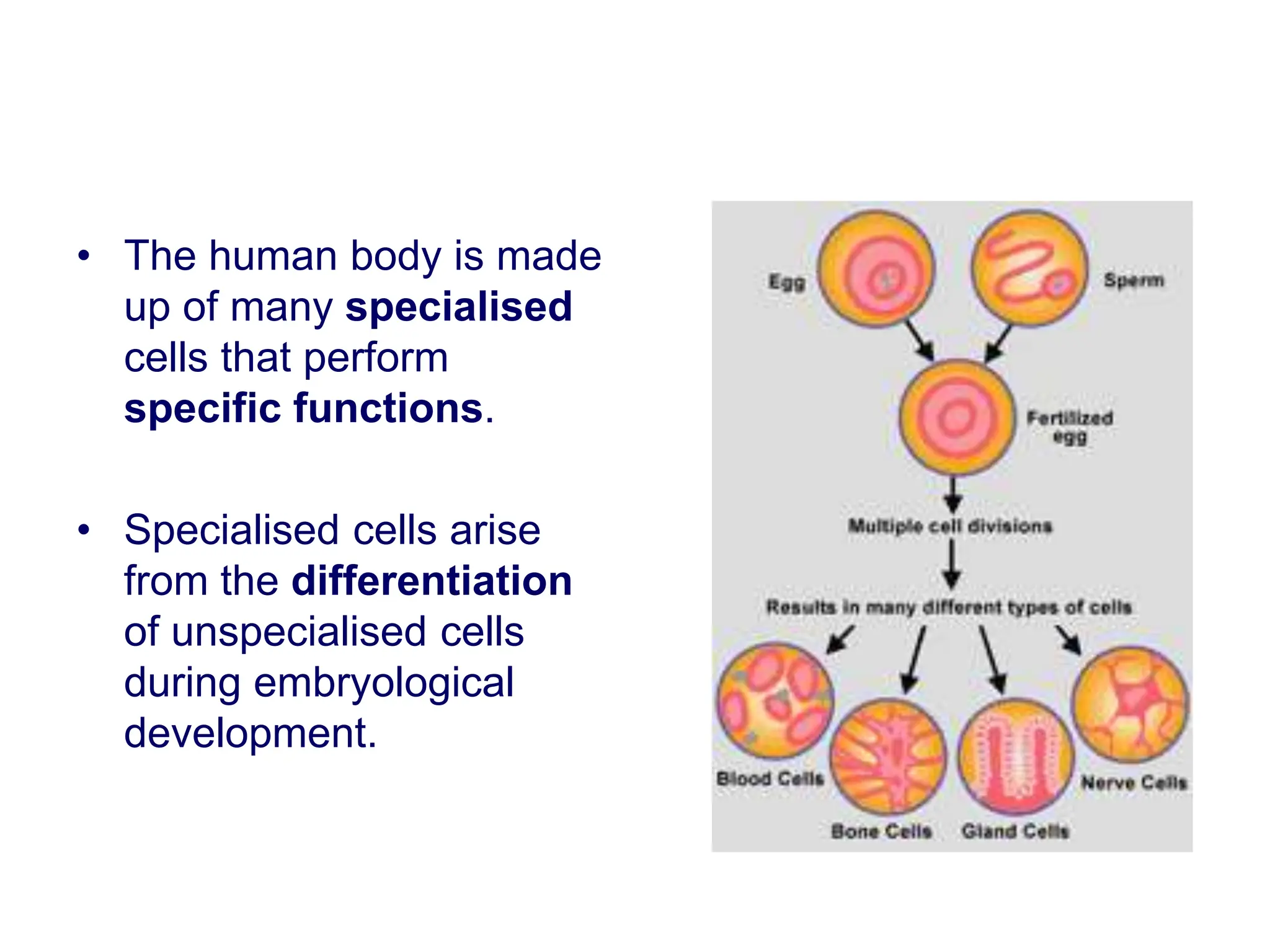 Ana-Lec-6-cell-structure_ppt.ppt
