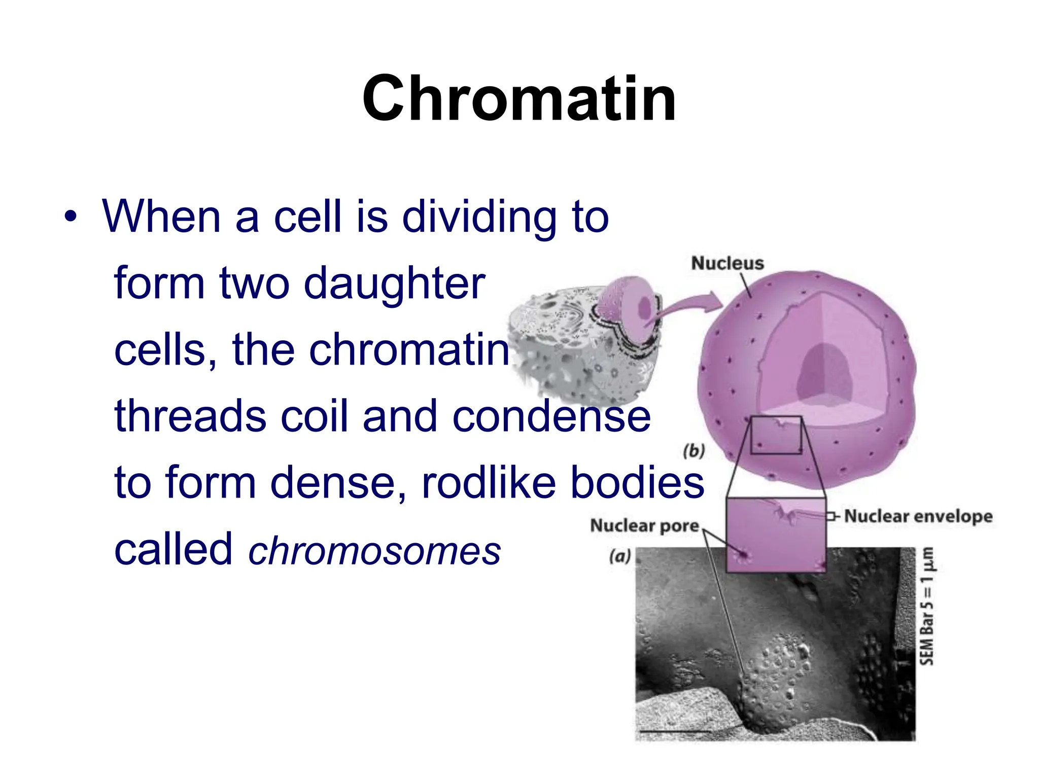 Ana-Lec-6-cell-structure_ppt.ppt