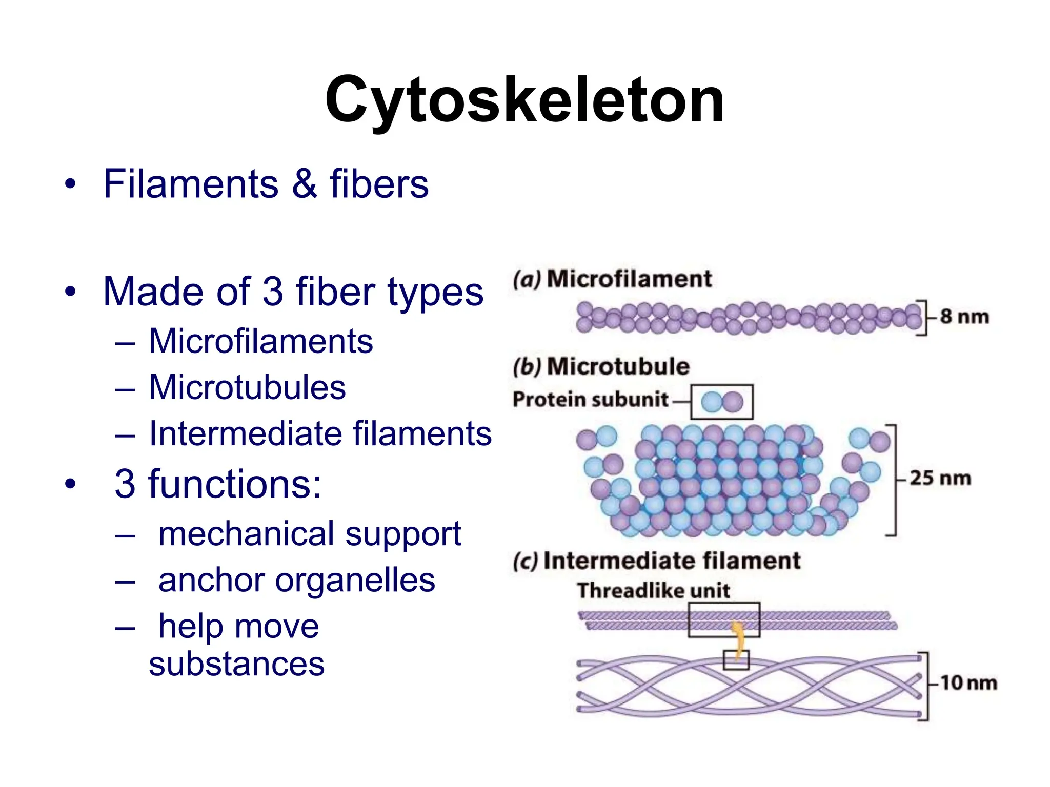 Ana-Lec-6-cell-structure_ppt.ppt
