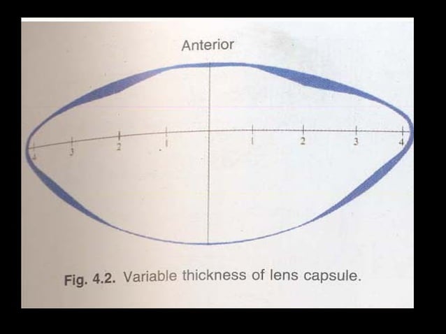 anatomy & physiology of lens | PPT | Biological Sciences | Science