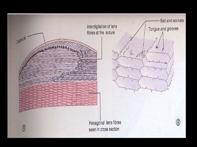 anatomy & physiology of lens | PPT | Biological Sciences | Science