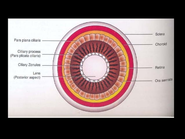 anatomy & physiology of lens | PPT | Biological Sciences | Science