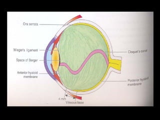 anatomy & physiology of lens | PPT