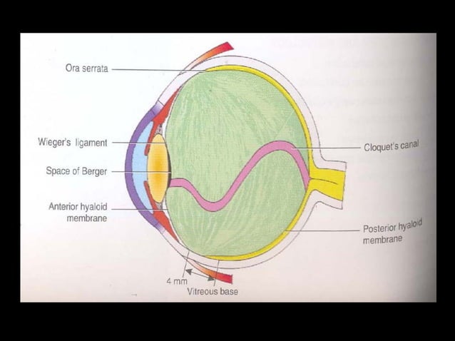anatomy & physiology of lens | PPT | Biological Sciences | Science