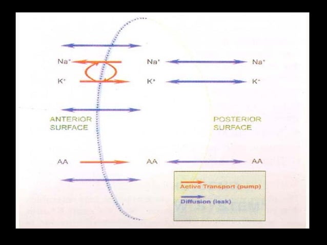 anatomy & physiology of lens | PPT | Biological Sciences | Science