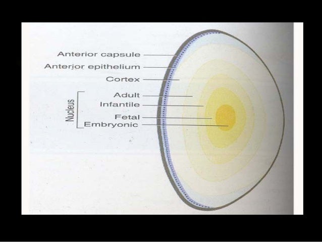 anatomy & physiology of lens