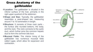 Gross Anatomy of the Liver | PPTX