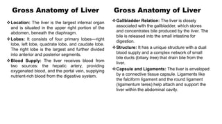 Gross Anatomy of the Liver | PPTX