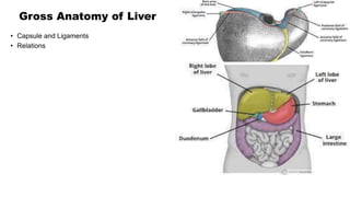Gross Anatomy of the Liver | PPTX