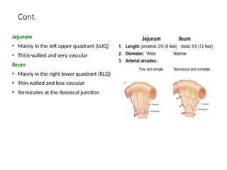 ANA 204 Abdominal Viscera spermatic cord anatomy | PPTX