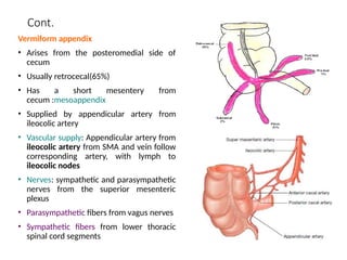 ANA 204 Abdominal Viscera spermatic cord anatomy | PPTX