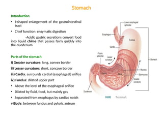 ANA 204 Abdominal Viscera spermatic cord anatomy | PPT