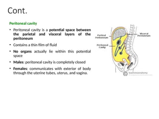 ANA 204 The Peritoneum.pptx by Dr Aliyu S Jahun | PPTX