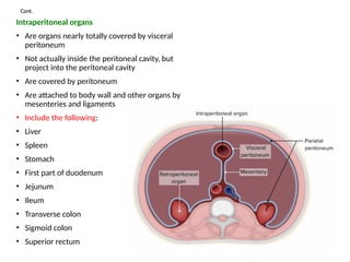 ANA 204 The Peritoneum.pptx by Dr Aliyu S Jahun | PPTX | Digestive ...