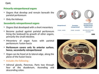 ANA 204 The Peritoneum.pptx by Dr Aliyu S Jahun | PPTX