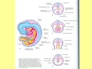ANA 208 Wks 1 & 2.ppt BODY CAVITIES, MESENTERIES & diagphram | PPT