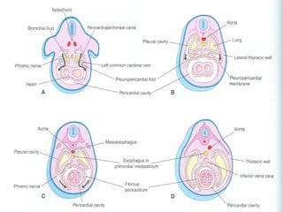 ANA 208 Wks 1 & 2.ppt BODY CAVITIES, MESENTERIES & diagphram | PPT