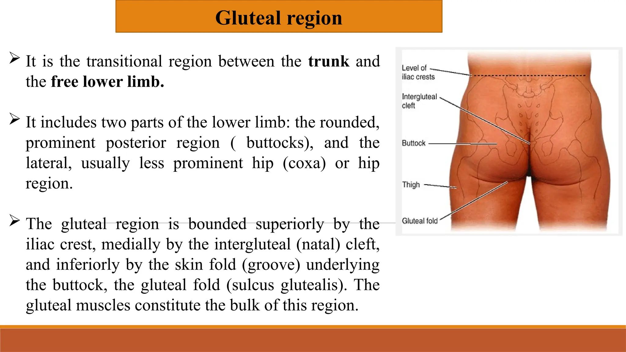 ANA 211 Gluteal region ror 200l health science students | PPTX