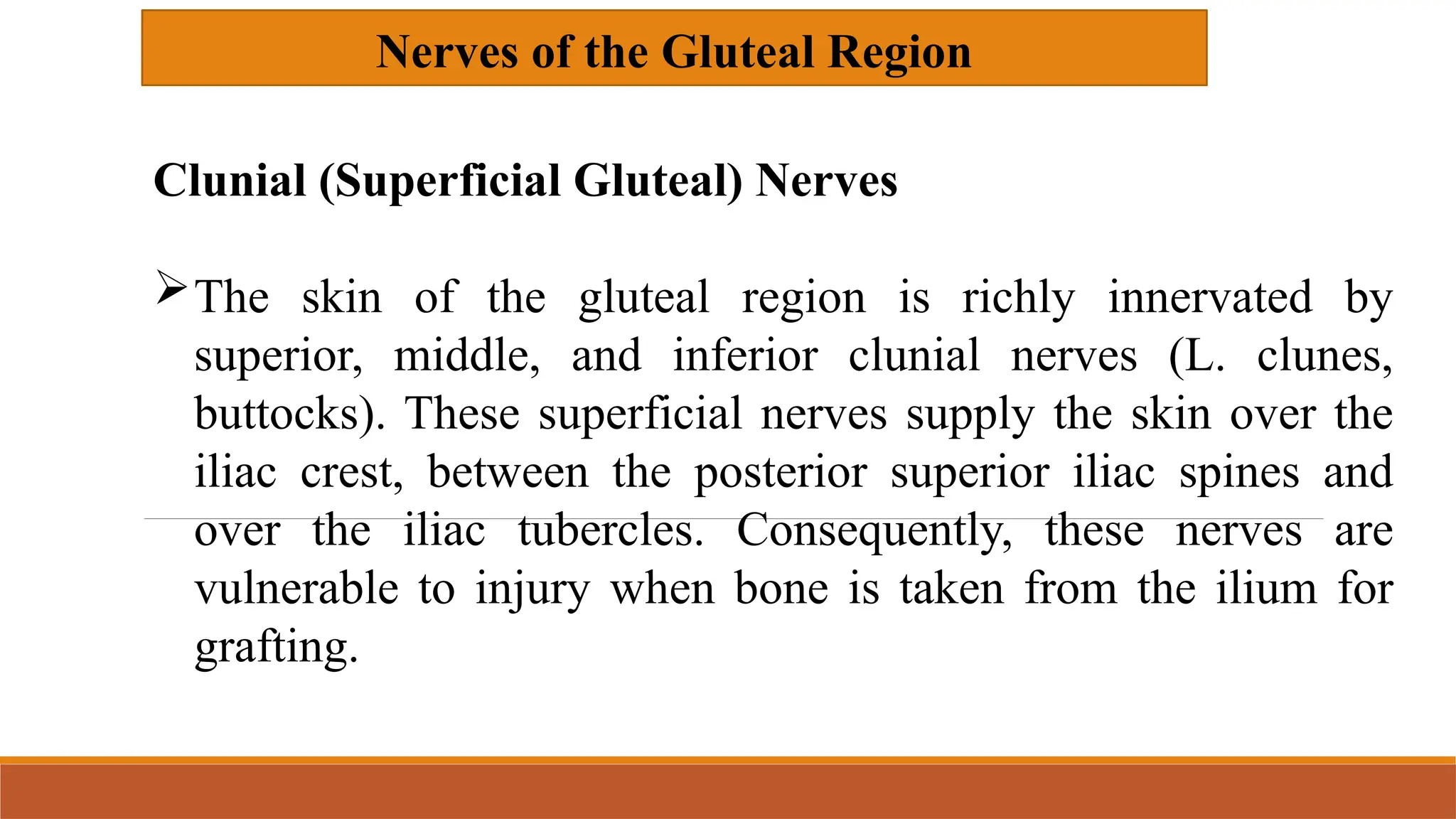 ANA 211 Gluteal region ror 200l health science students | PPTX