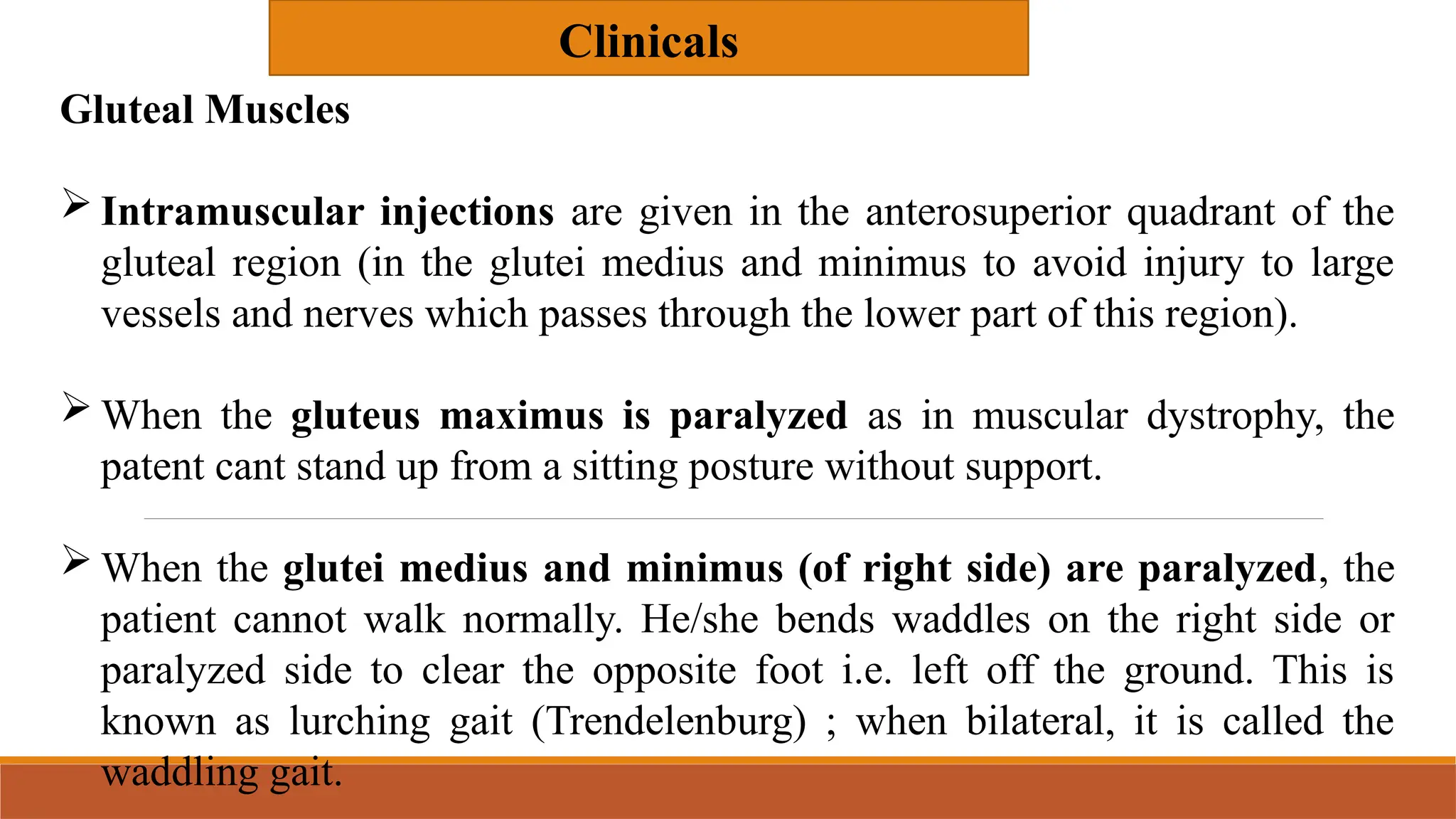 ANA 211 Gluteal region ror 200l health science students | PPTX