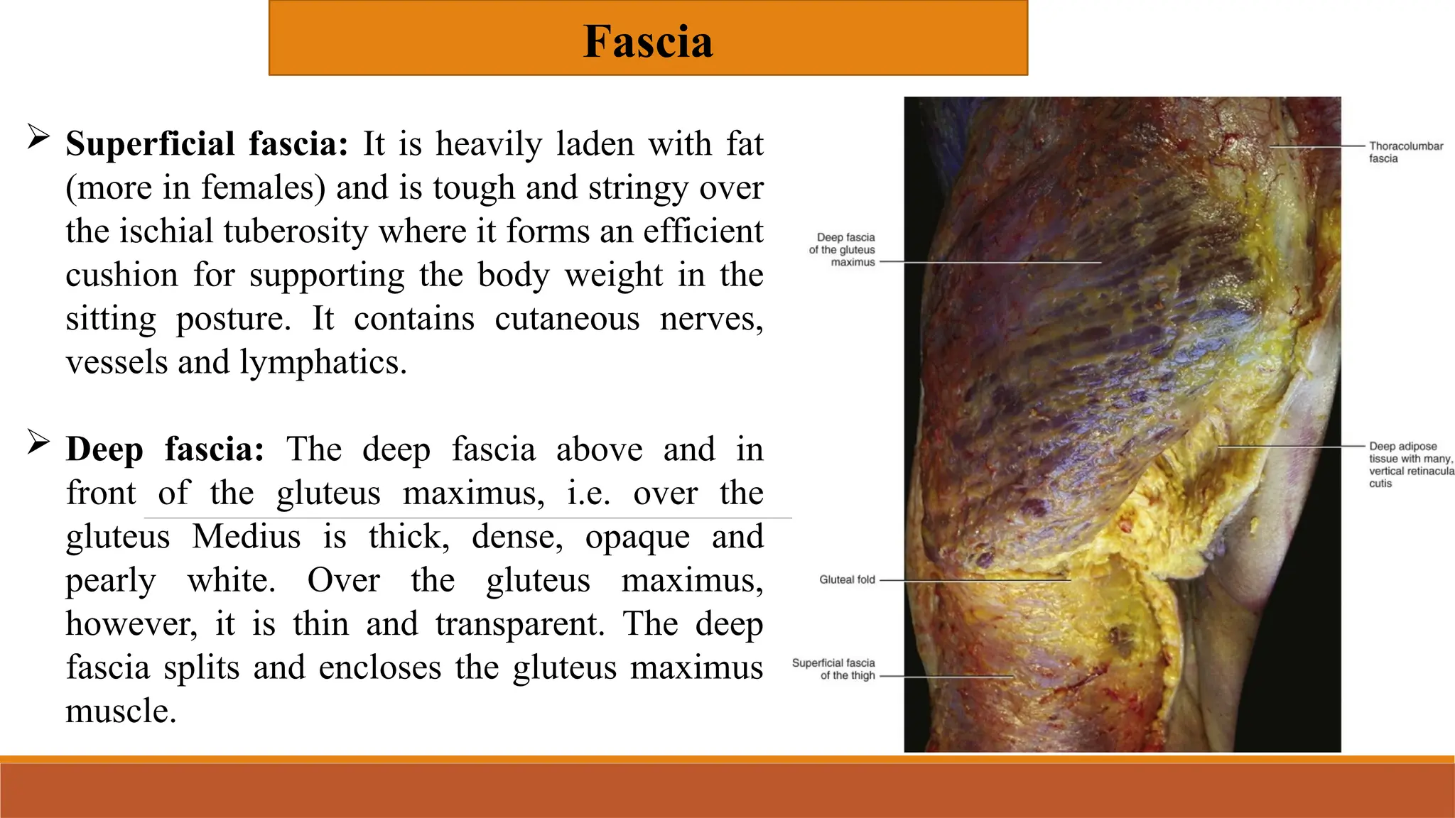 ANA 211 Gluteal region ror 200l health science students | PPTX