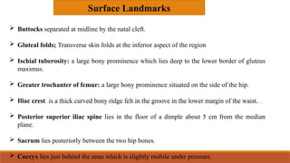 ANA 211 Gluteal region ror 200l health science students | PPTX