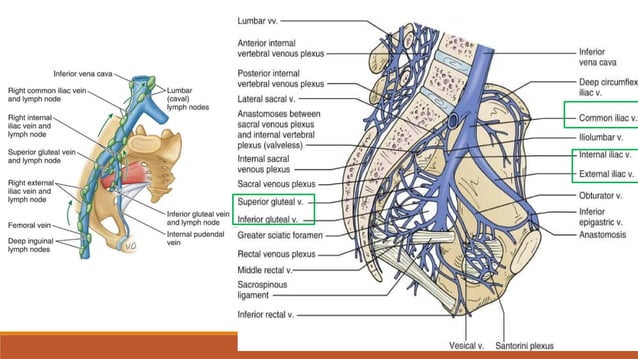 ANA 211 Gluteal region ror 200l health science students | PPT