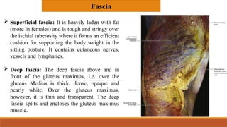 ANA 211 Gluteal region ror 200l health science students | PPTX