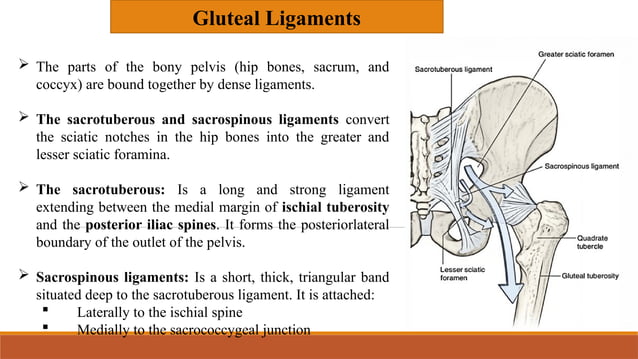 ANA 211 Gluteal region ror 200l health science students | PPT