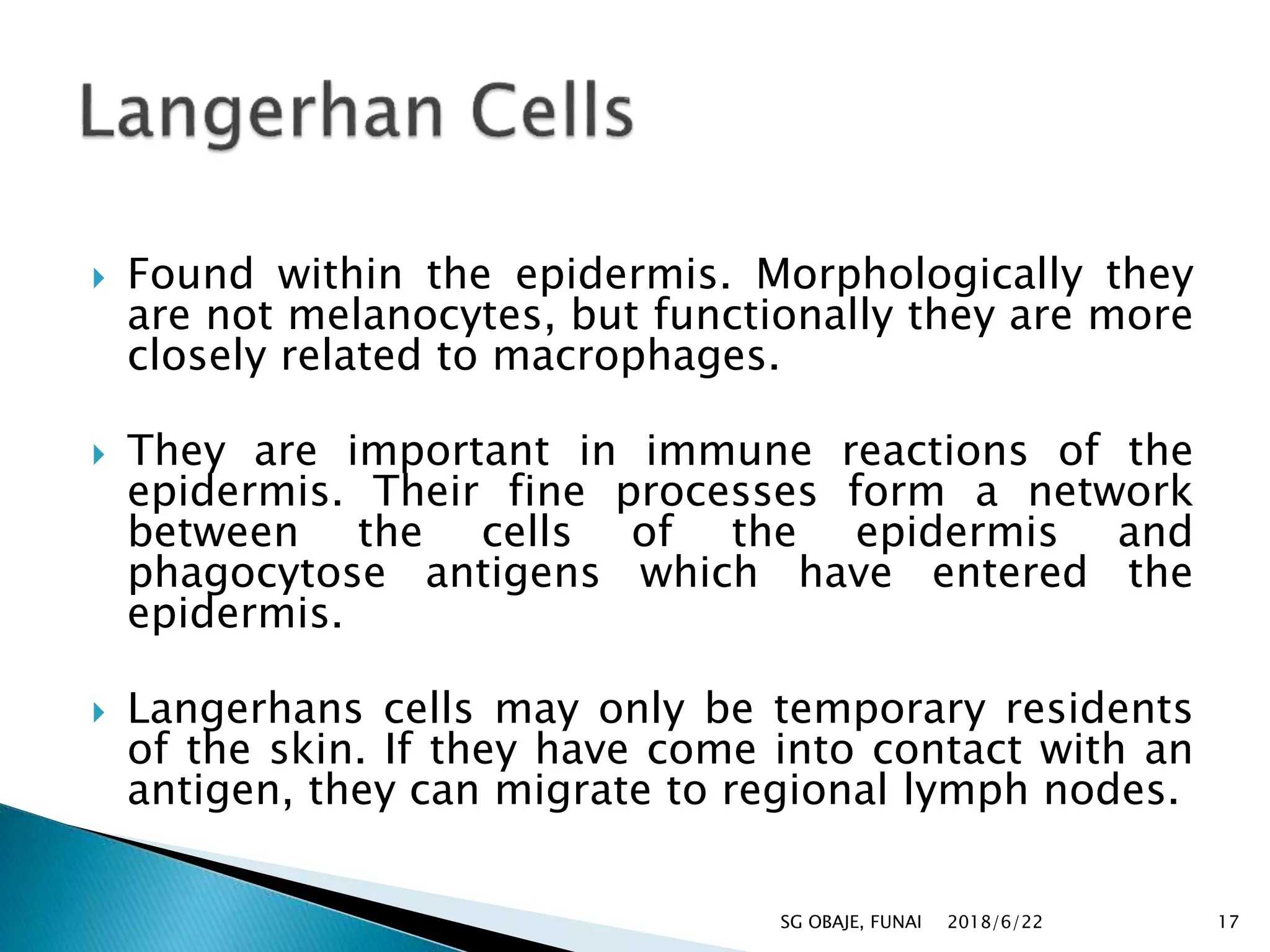 Ana212 histology of integumentary system | PPTX