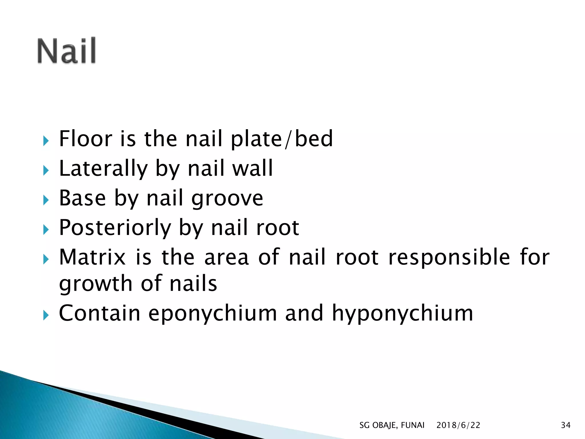 Ana212 histology of integumentary system | PPTX